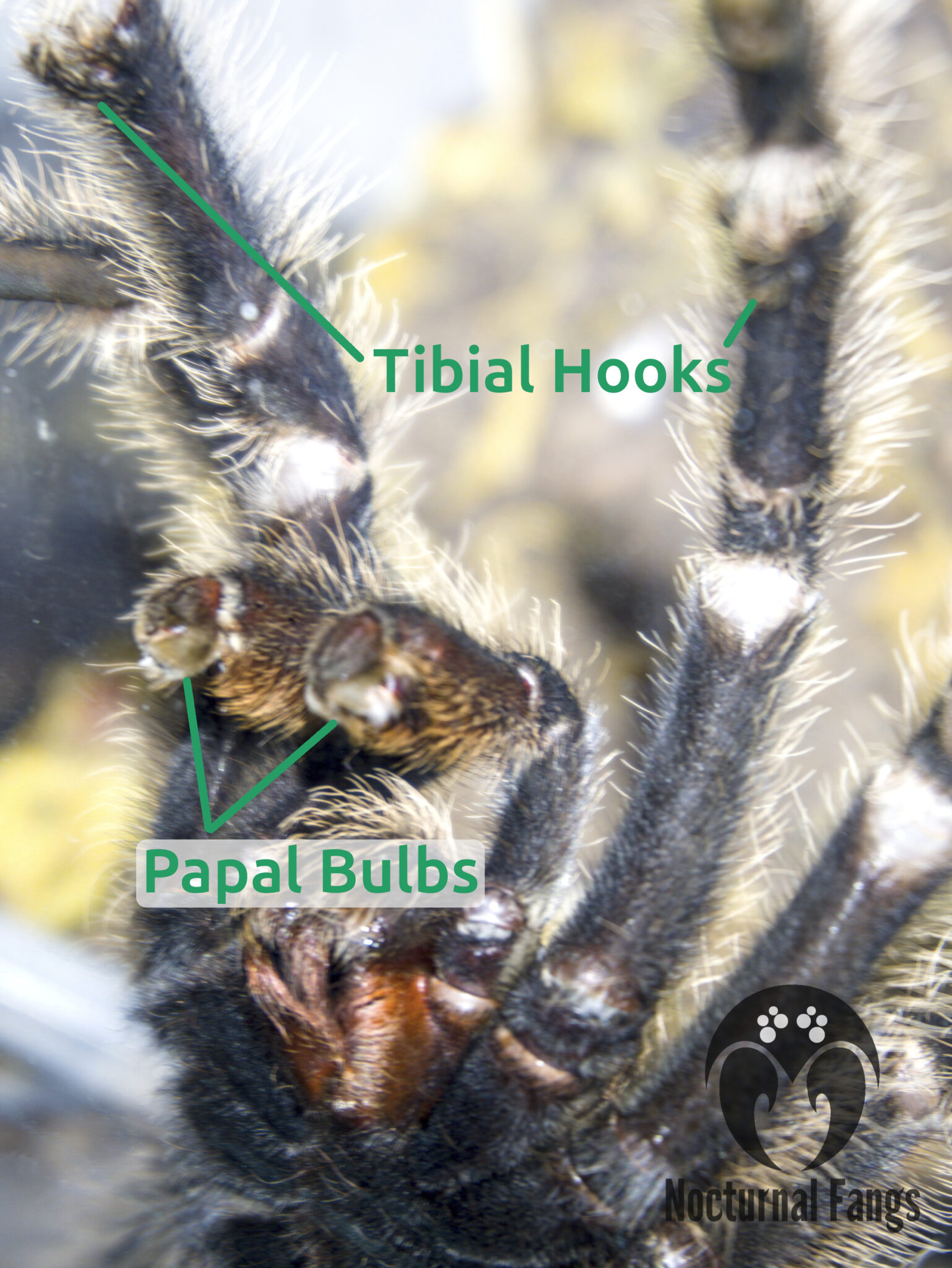 Tarantula Anatomy 101: A Complete Beginner’s Guide - Nocturnal Fangs